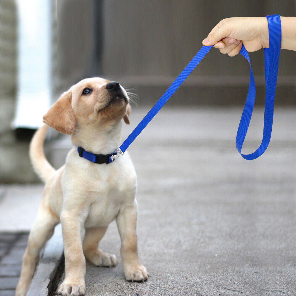 Leads, Collars & Harnesses Archives - Pet Stop Direct